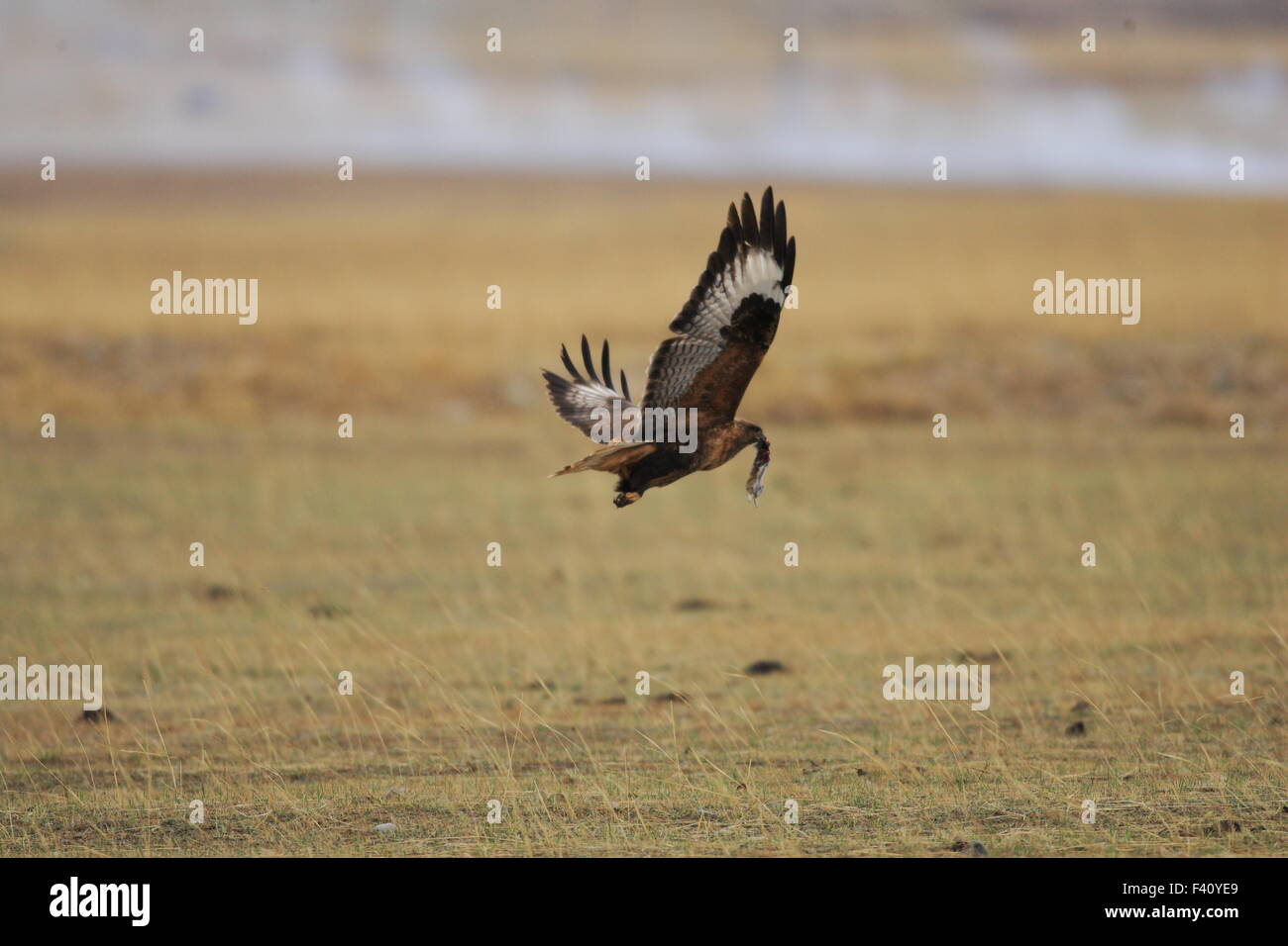 Upland Buzzard (Buteo hemilasius) in Qinghai, China Stock Photo - Alamy