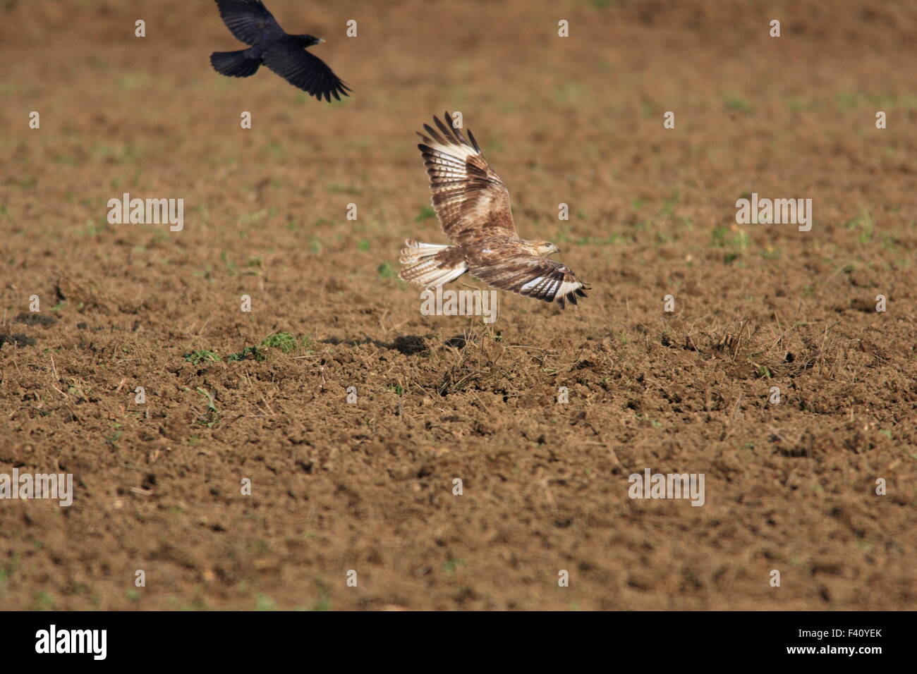 Upland Buzzard (Buteo hemilasius) in Japan Stock Photo - Alamy
