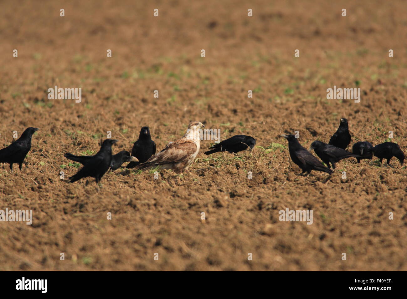 Upland Buzzard (Buteo hemilasius) in Japan Stock Photo - Alamy