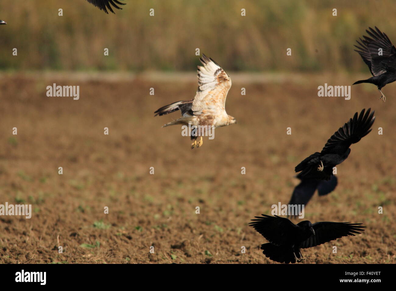 Upland Buzzard (Buteo hemilasius) in Japan Stock Photo - Alamy