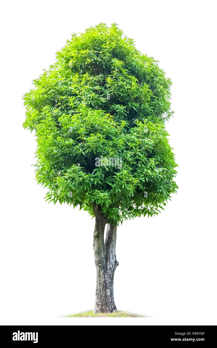 Beautiful big tree hi-res stock photography and images - Alamy