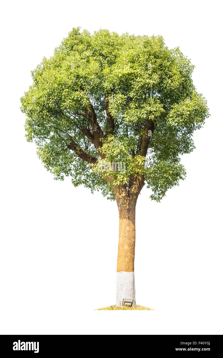 Camphor plant hi-res stock photography and images - Alamy