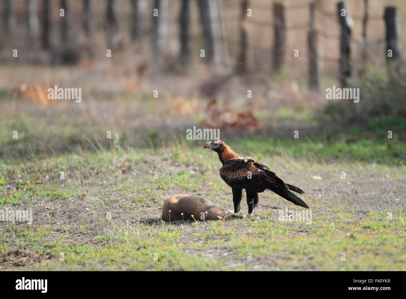 Wedge-tailed Eagle (Aquila audax) in Australia Stock Photo - Alamy