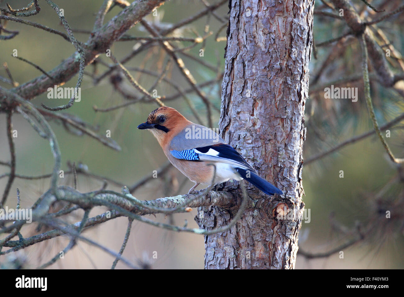 Eurasian Jay (Garrulus glandarius brandtii) in Hokkaido,Japan Stock ...