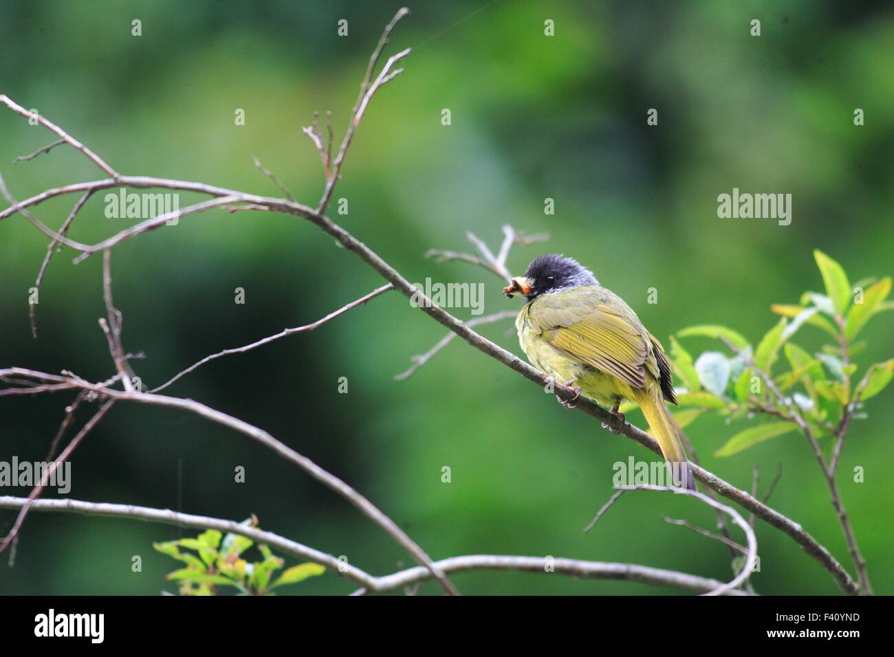 Collared Finchbill (Spizixos semitorques) in China Stock Photo - Alamy