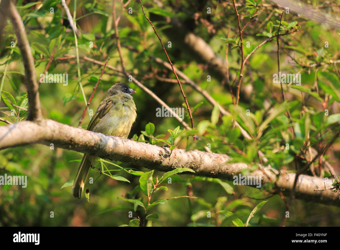 Collared Finchbill (Spizixos semitorques) in China Stock Photo - Alamy