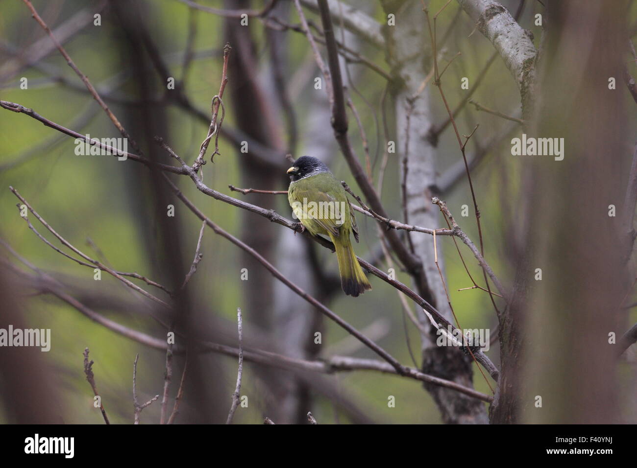 Collared Finchbill (Spizixos semitorques) in China Stock Photo - Alamy
