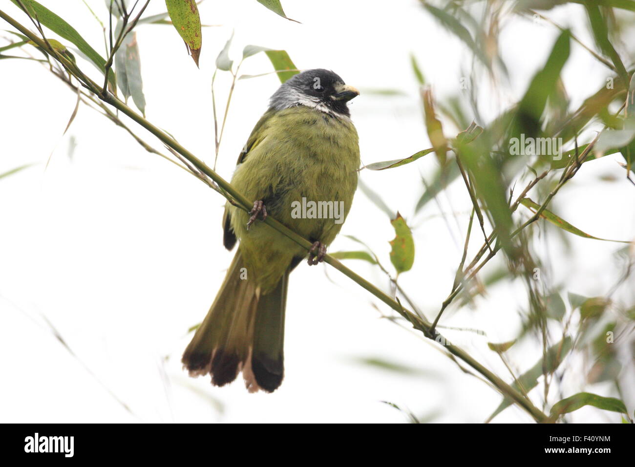 Collared Finchbill (Spizixos semitorques) in China Stock Photo - Alamy