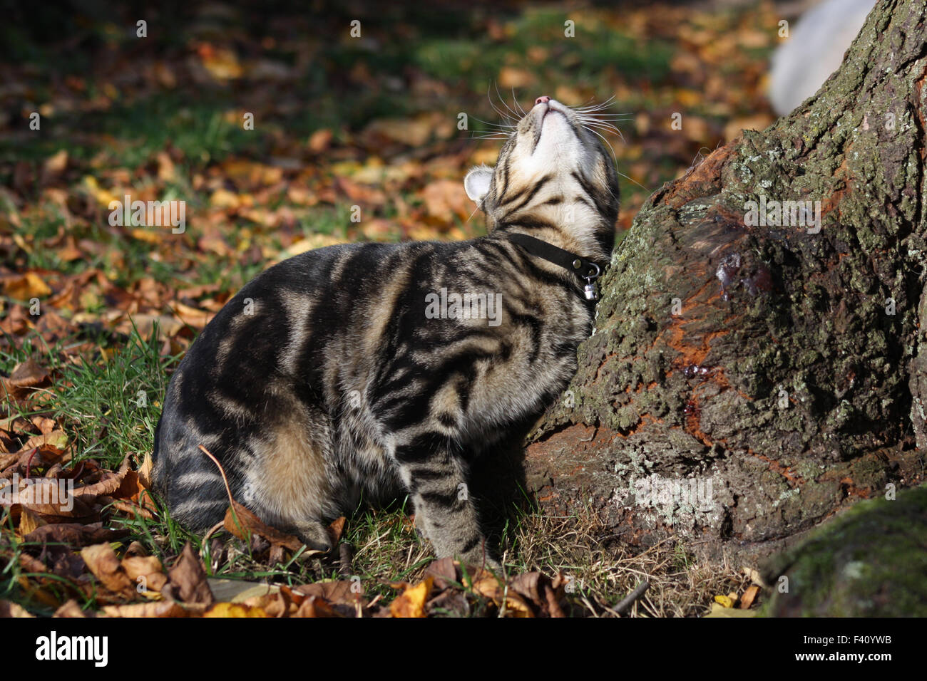 The bell and the cat hi-res stock photography and images - Alamy