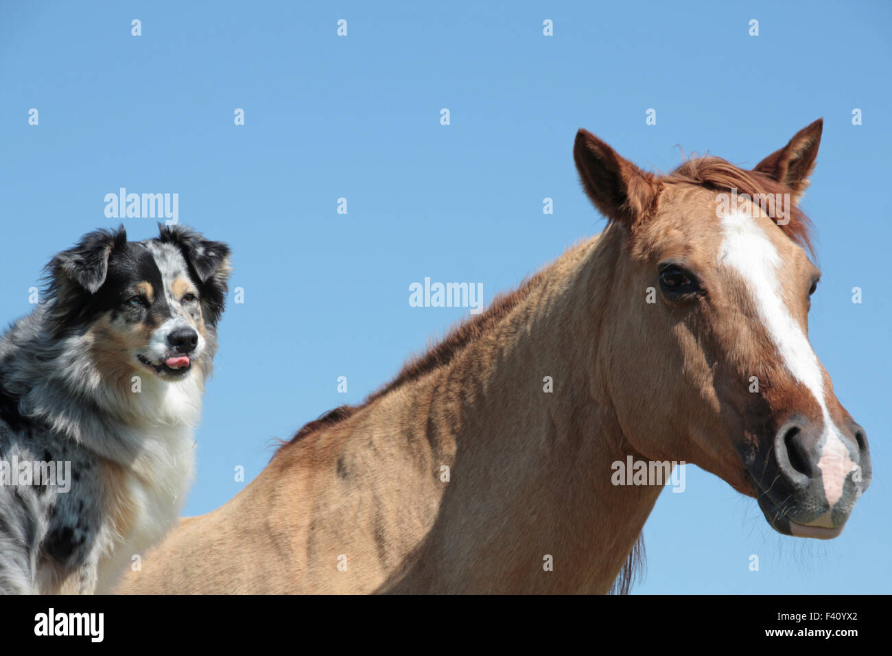 Friendship with animal hi-res stock photography and images - Alamy
