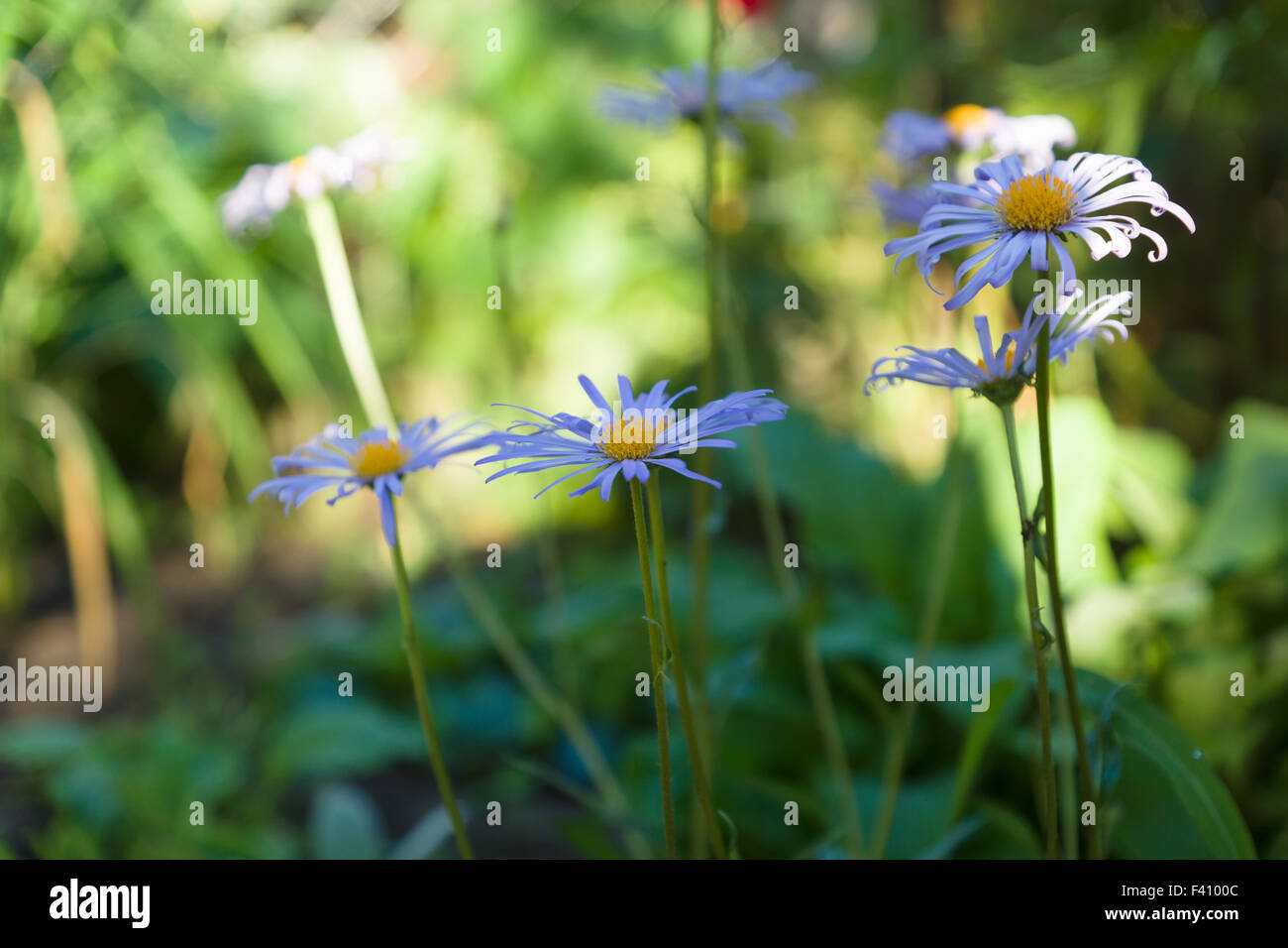 Blue chamomile hi-res stock photography and images - Alamy