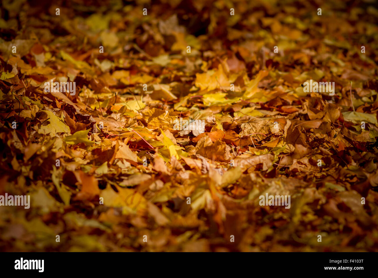 Crisp autumn leaves covering the floor Stock Photo - Alamy