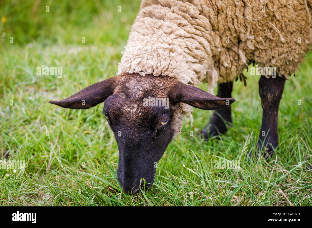Normandy sheep, Mont Saint-Michel, Normandy, France Stock Photo - Alamy