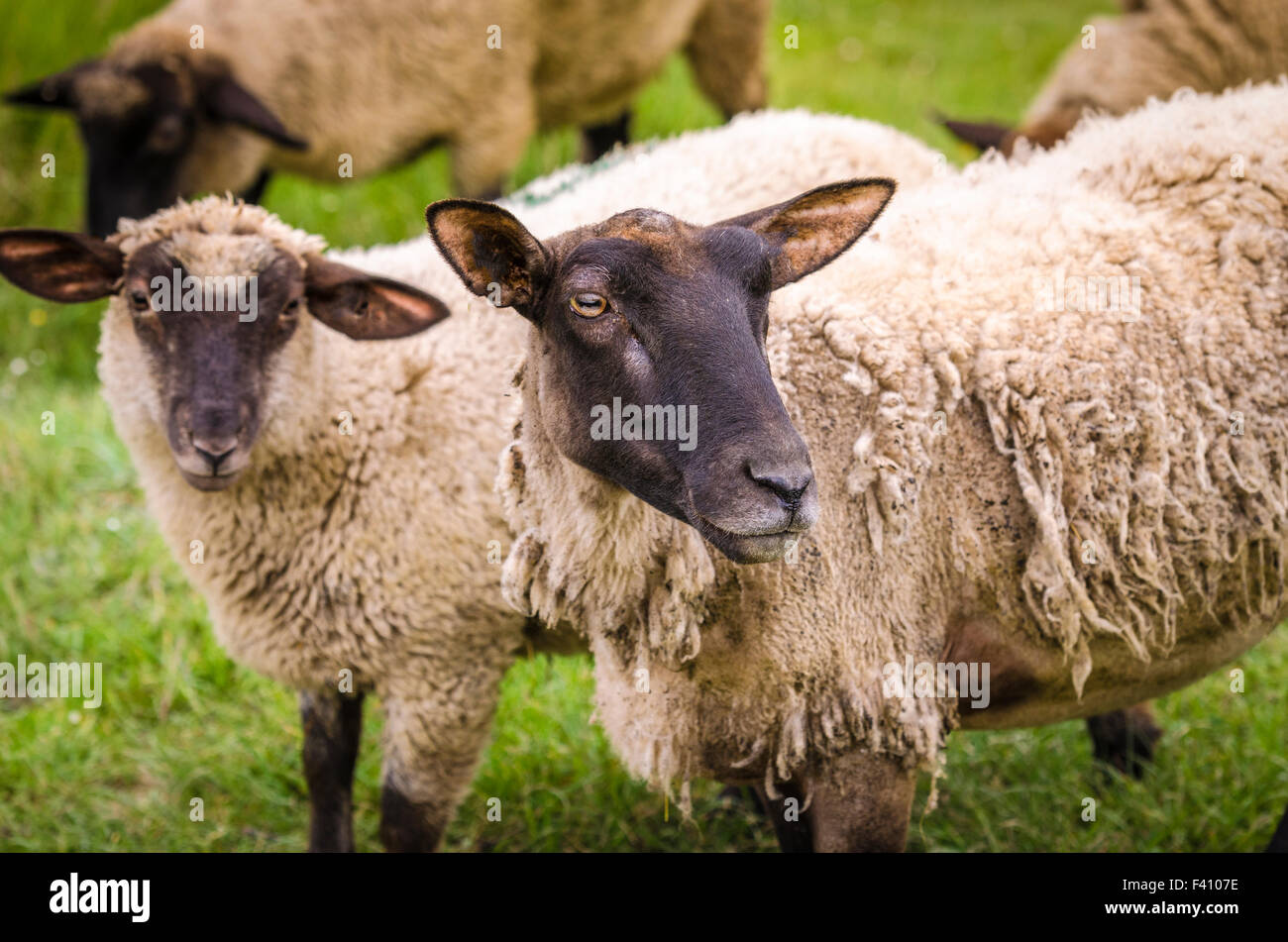 Normandy sheep, Mont Saint-Michel, Normandy, France Stock Photo - Alamy