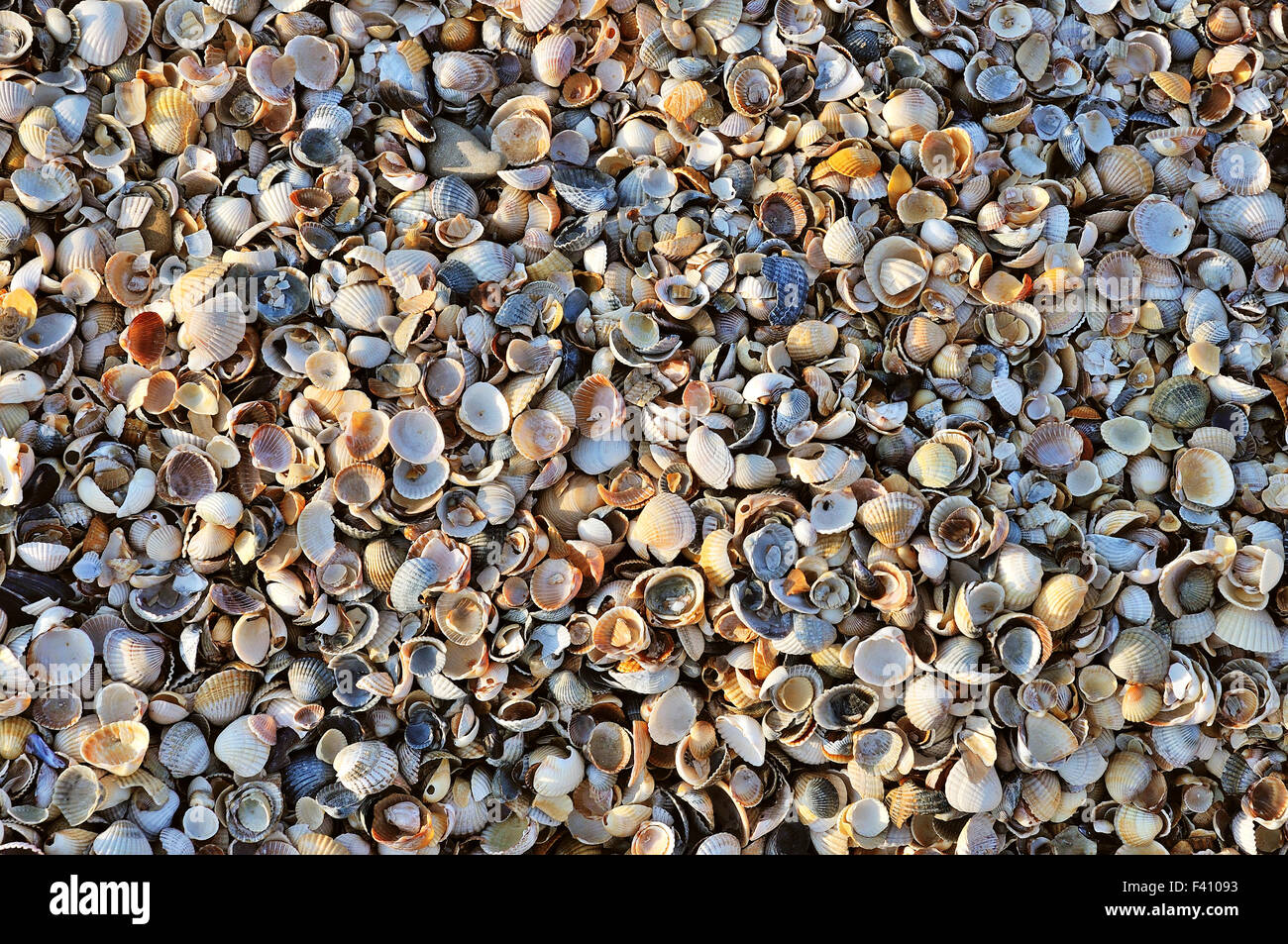 Jewelry and shells hi-res stock photography and images - Alamy