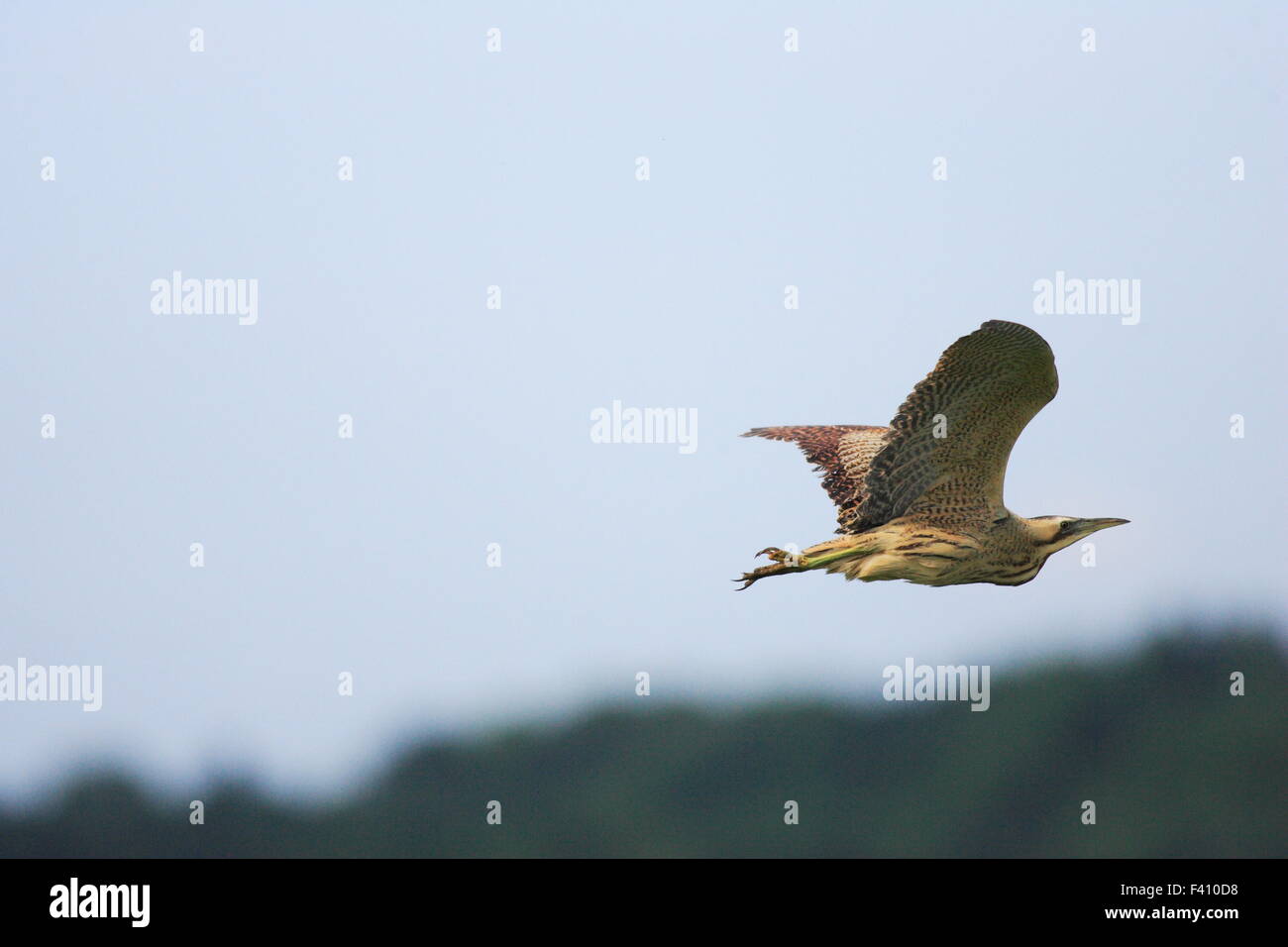 Eurasian Bittern(Botaurus stellaris) in Japan Stock Photo - Alamy
