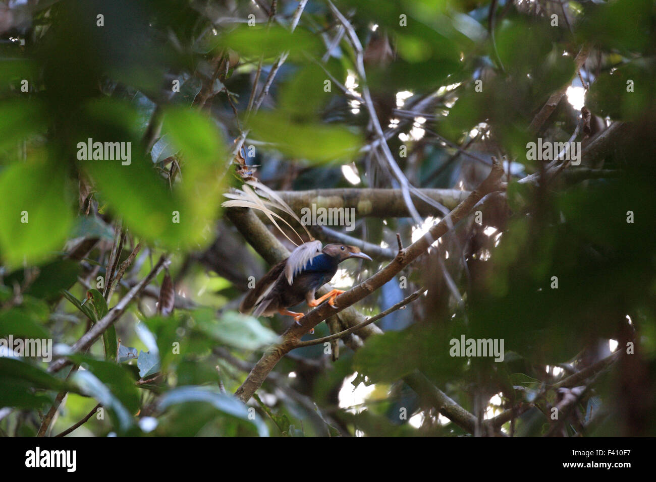 Standardwing Bird-of-paradise (Semioptera wallacii) in Halmahera ...