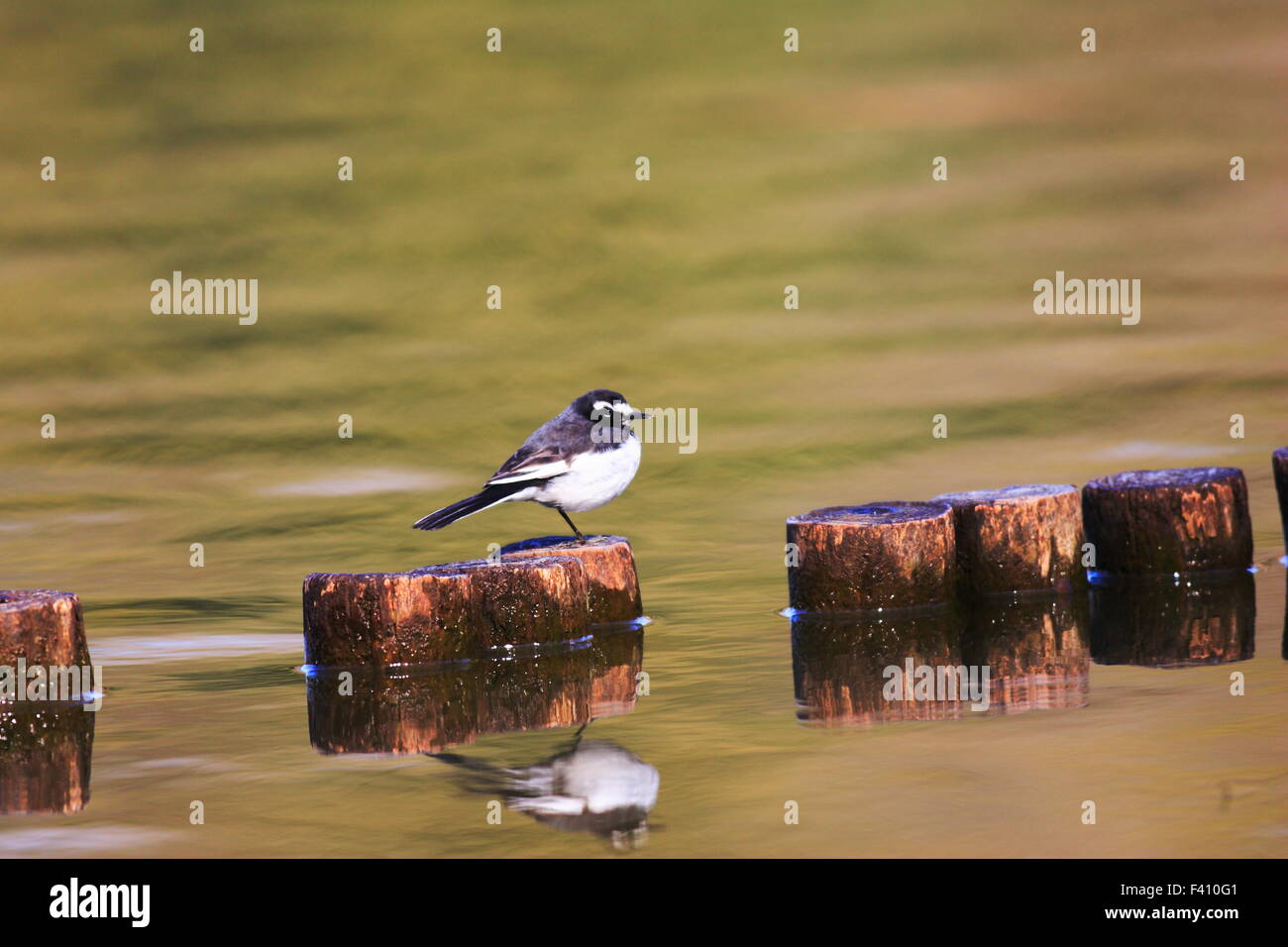 Japanese wagtail hi-res stock photography and images - Alamy