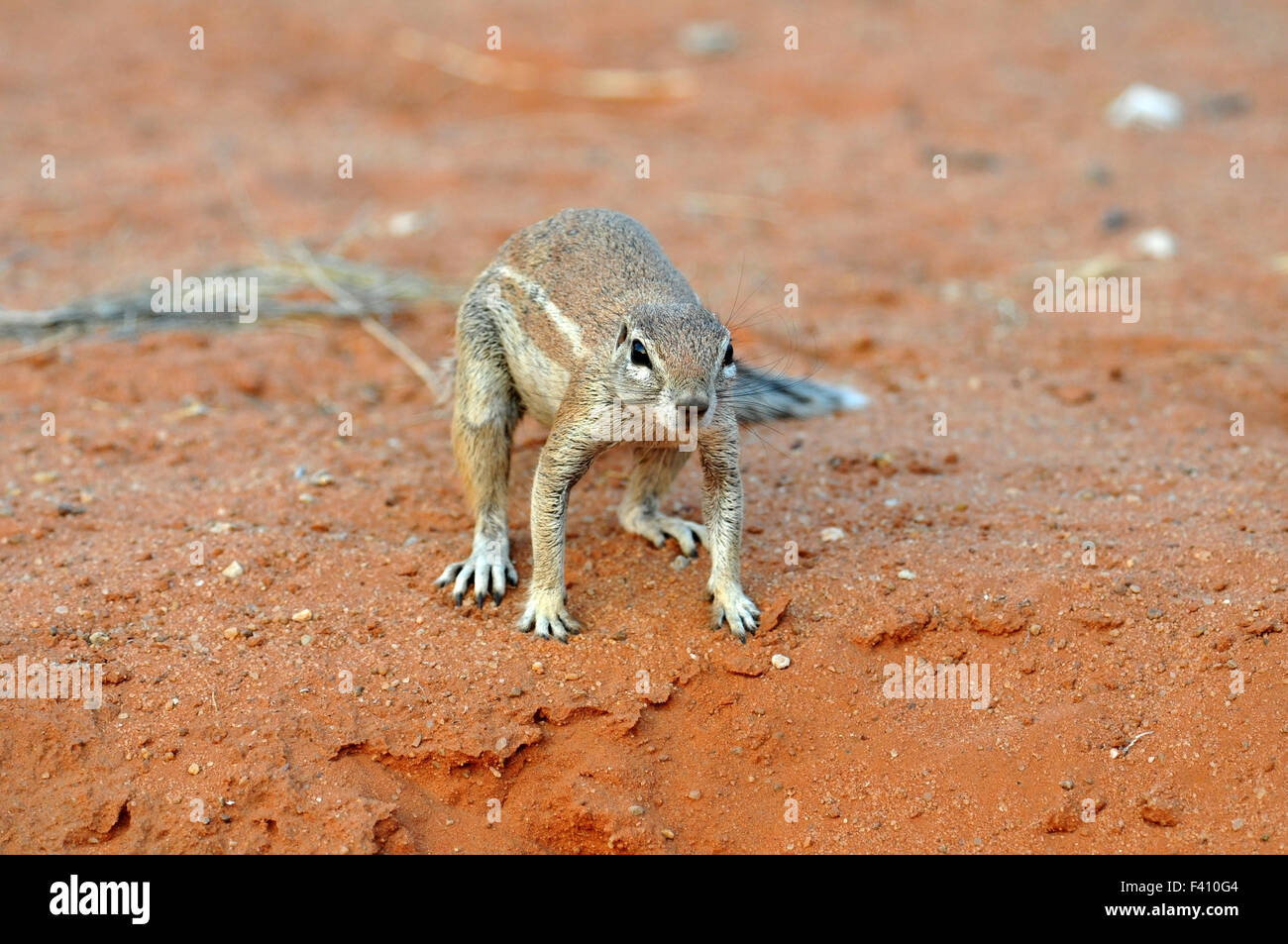 Xerus hi-res stock photography and images - Alamy