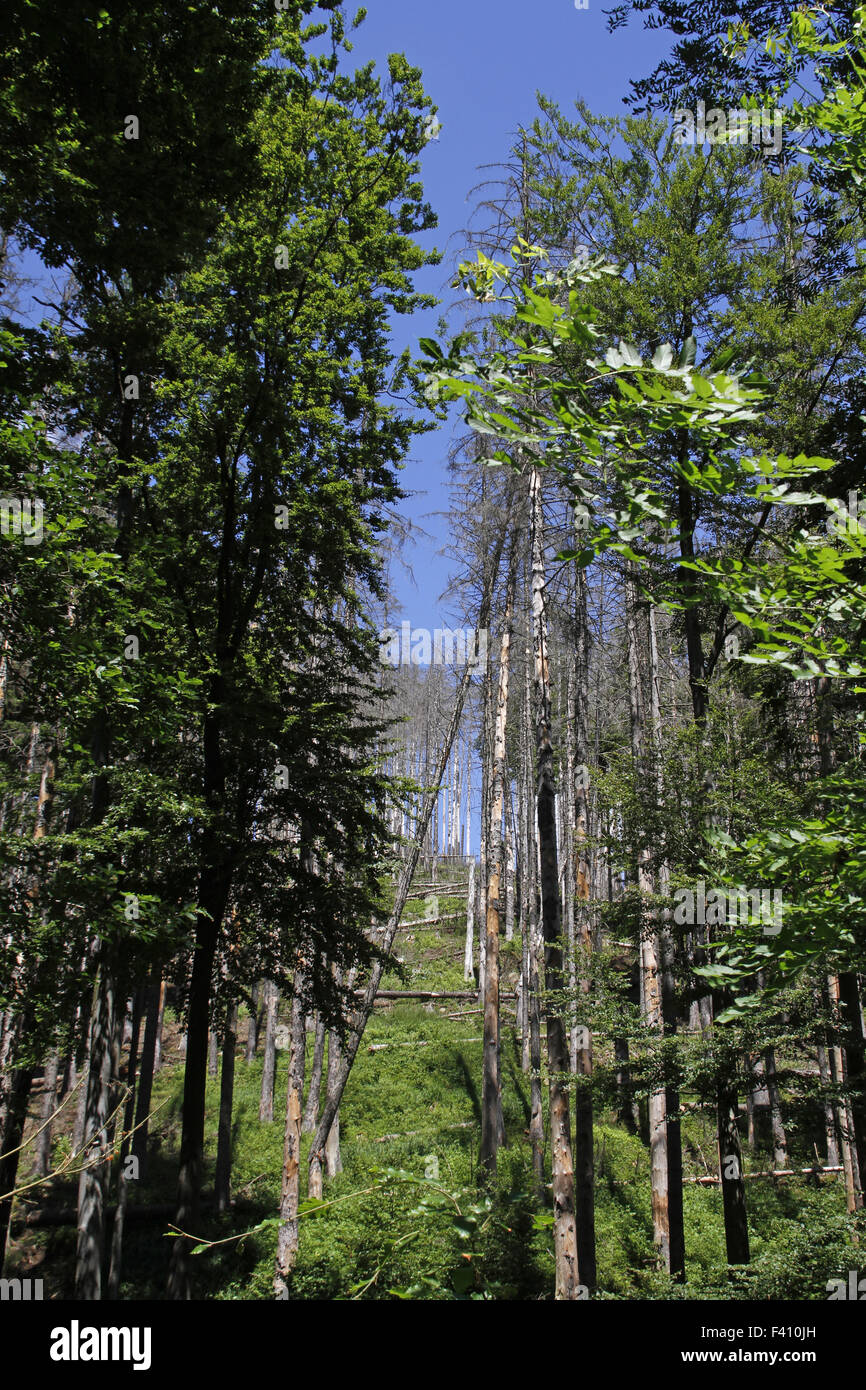 Ill forest hi-res stock photography and images - Alamy