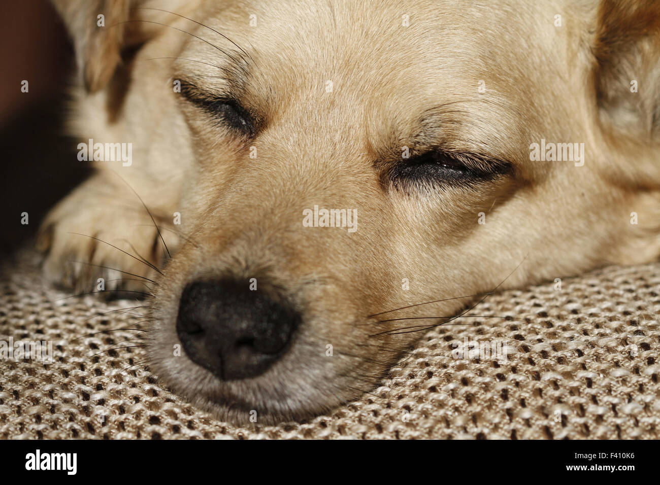 Sleeping dog mongrel animal hi-res stock photography and images - Alamy
