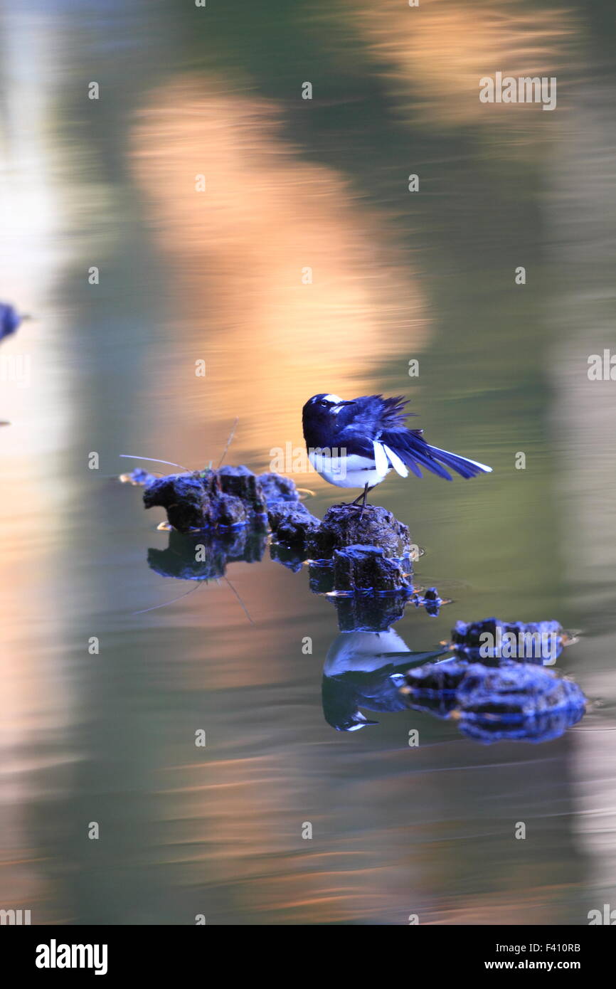Japanese Wagtail (Motacilla grandis) in Japan Stock Photo - Alamy