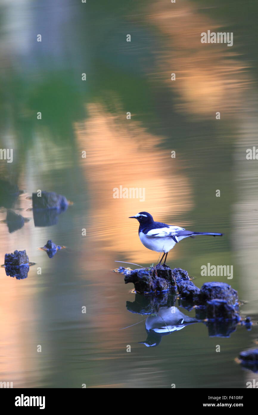 Japanese Wagtail (Motacilla grandis) in Japan Stock Photo - Alamy