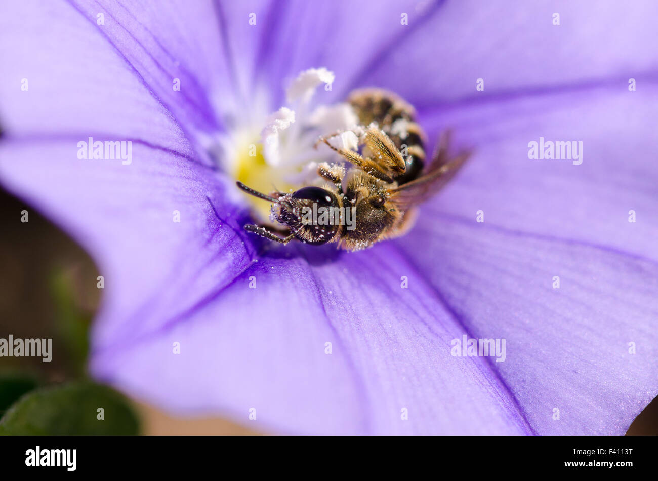 Pollination hi-res stock photography and images - Alamy