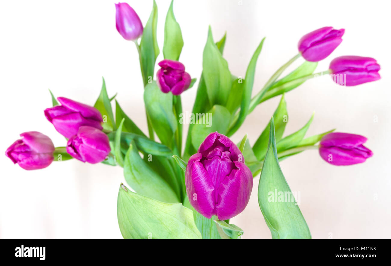 Purple trumpet leaf hi-res stock photography and images - Alamy