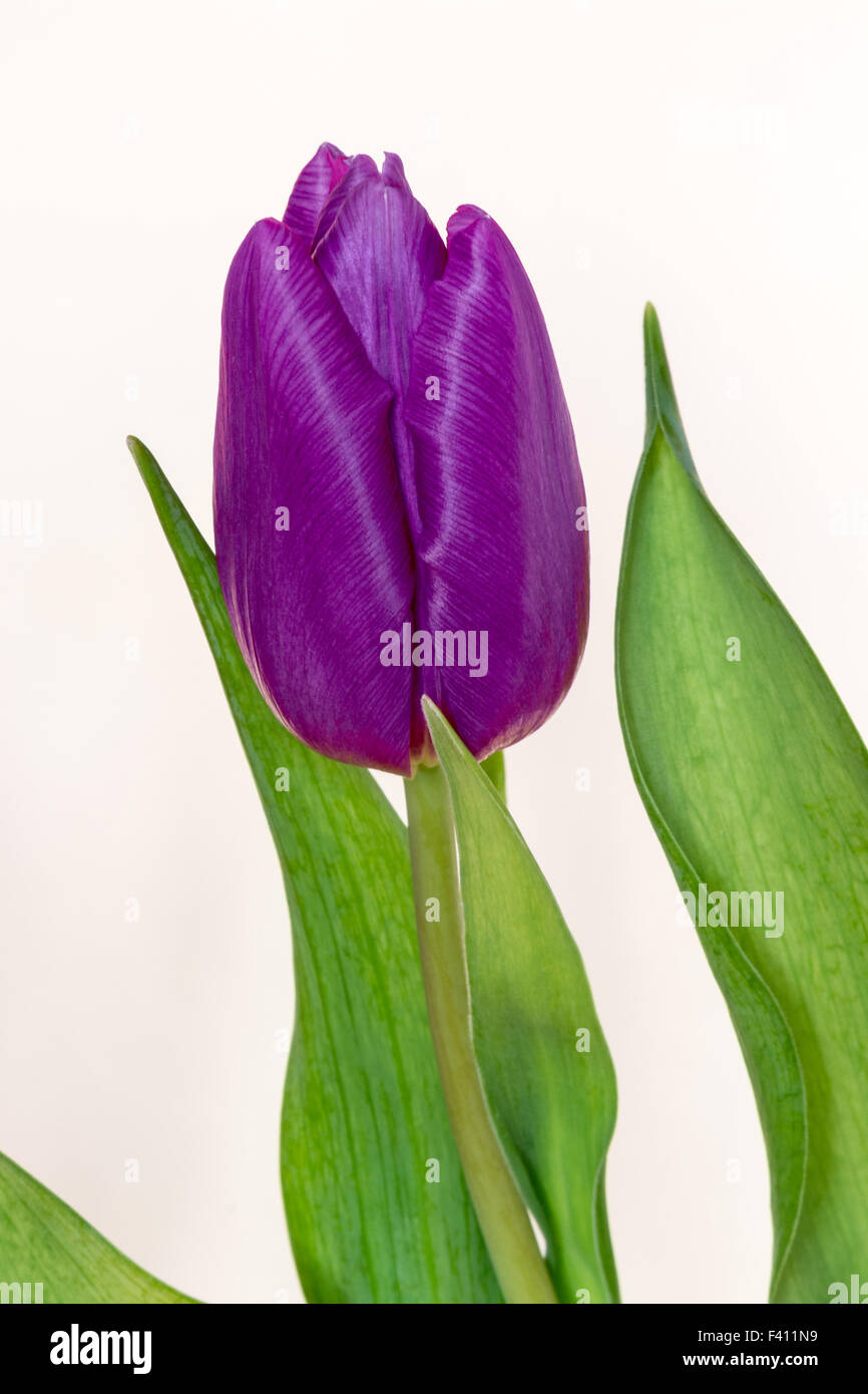 Violet trumpet hi-res stock photography and images - Alamy