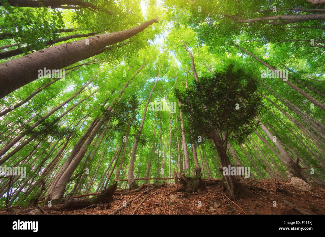 Into the forest. Nature composition Stock Photo - Alamy