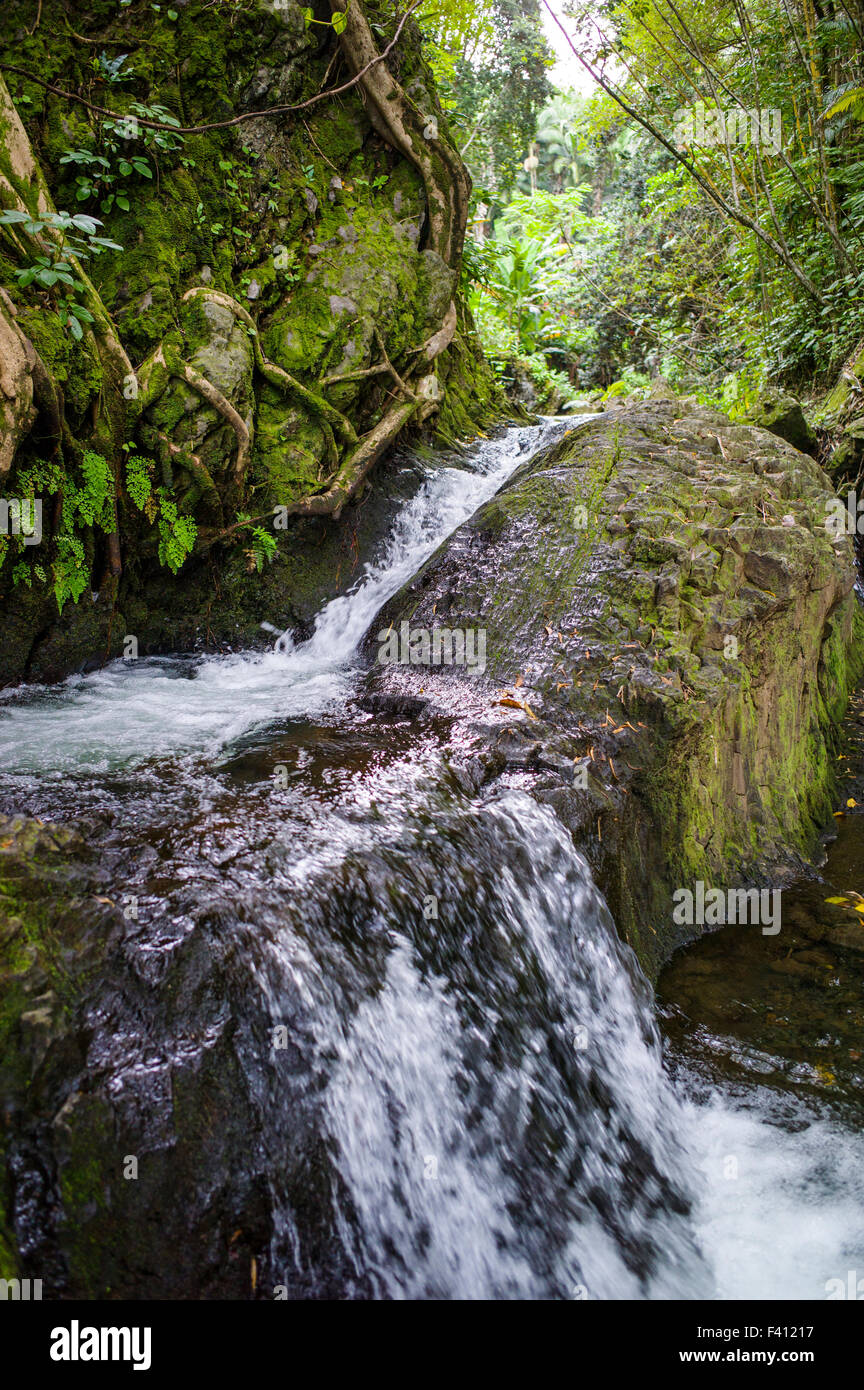 Onomea Stream & Waterfalls, Donkey Trail, Onomea Bay, Big Island of ...