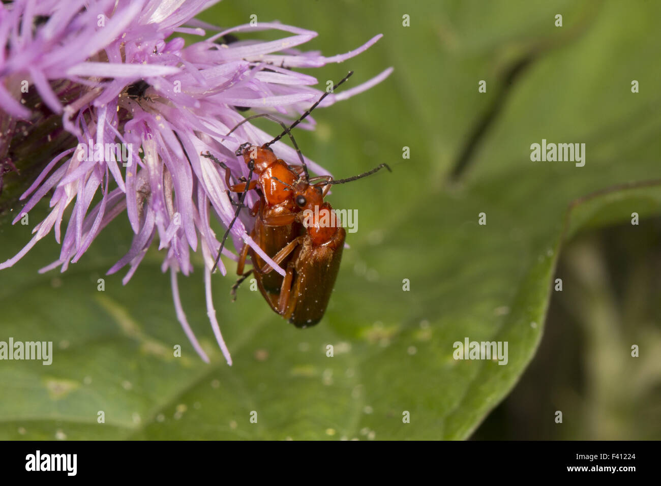 Rhagonycha fulva, Common red soldier beetle Stock Photo - Alamy