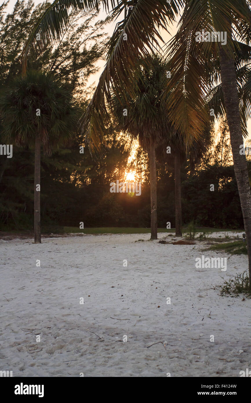 Sun and jungle Stock Photo - Alamy