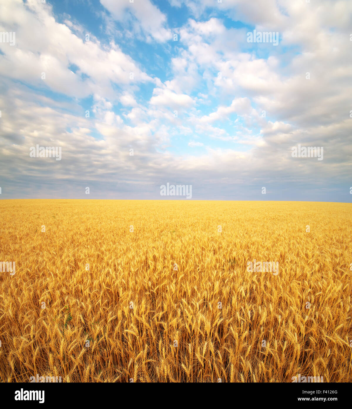 Meadow of wheat. Nature composition Stock Photo - Alamy
