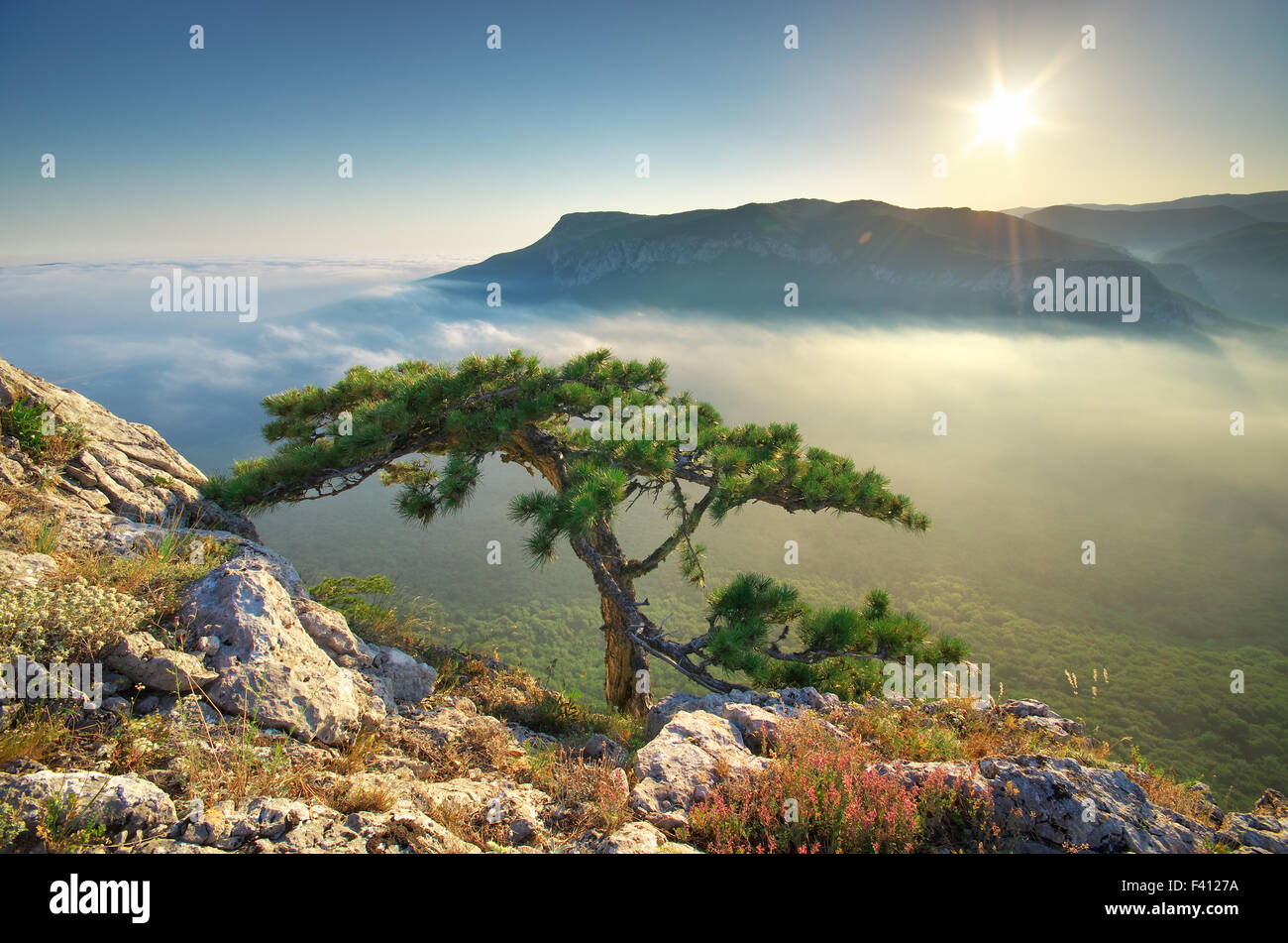 Panorama nature on edge forest hi-res stock photography and images - Alamy