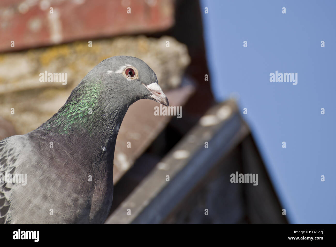 Pigeon racing hi-res stock photography and images - Alamy