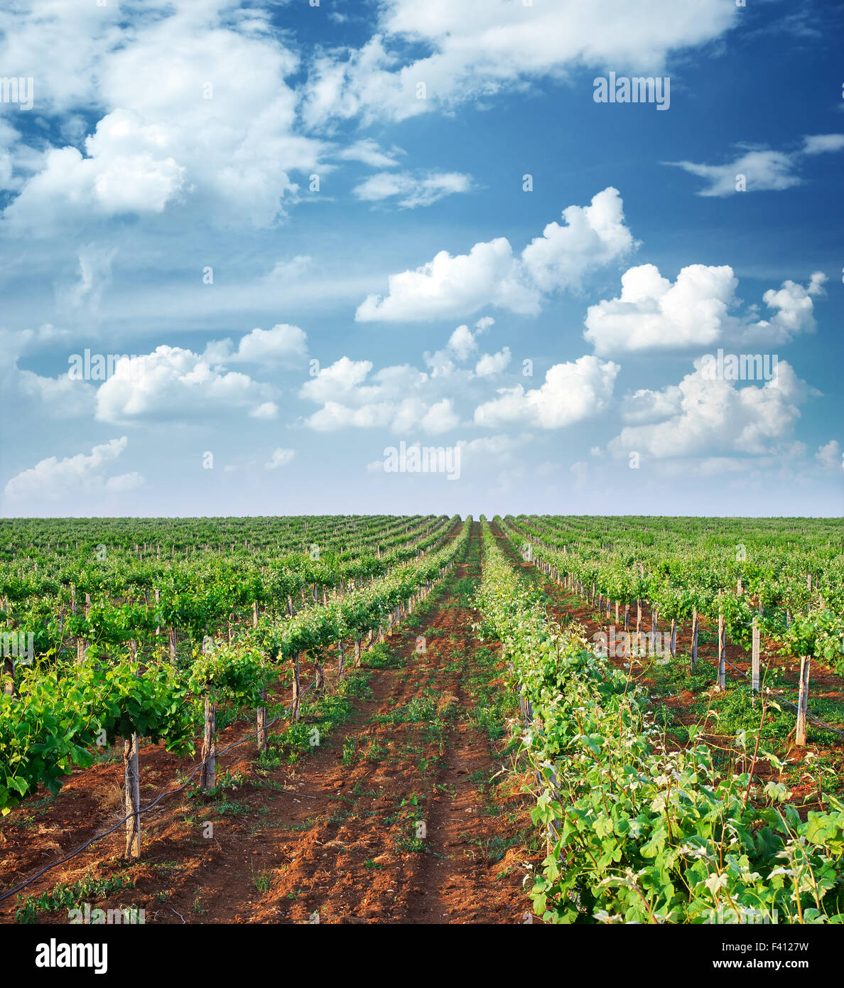Vineyard rows. Composition of nature Stock Photo - Alamy