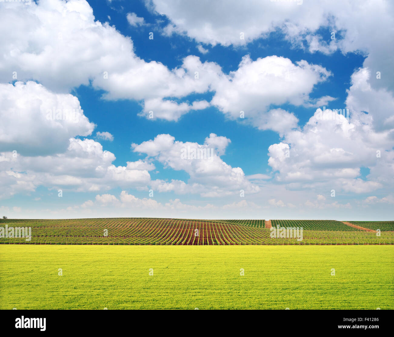 Agriculture and vineyard meadow. Composition of nature Stock Photo - Alamy