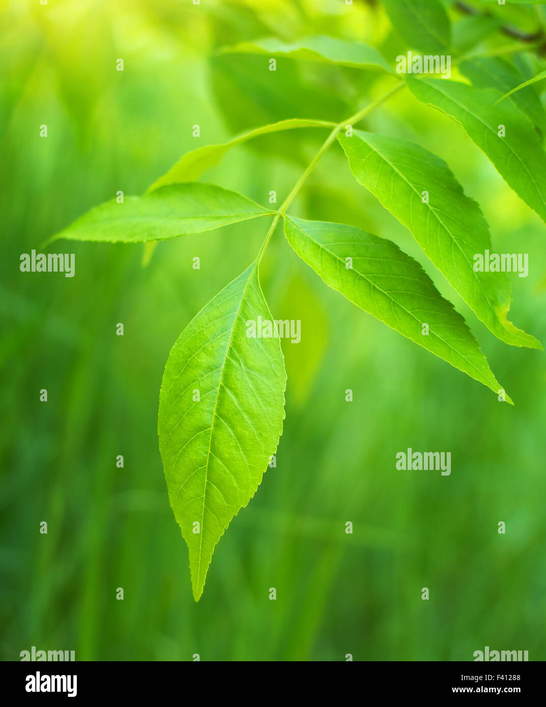 Spring leaf. Composition of nature Stock Photo - Alamy