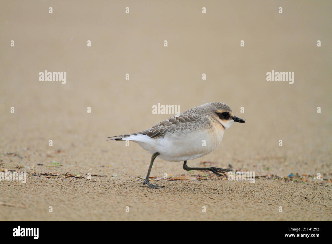 Lesser Sand Plover (Charadrius mongolus) in Japan Stock Photo - Alamy