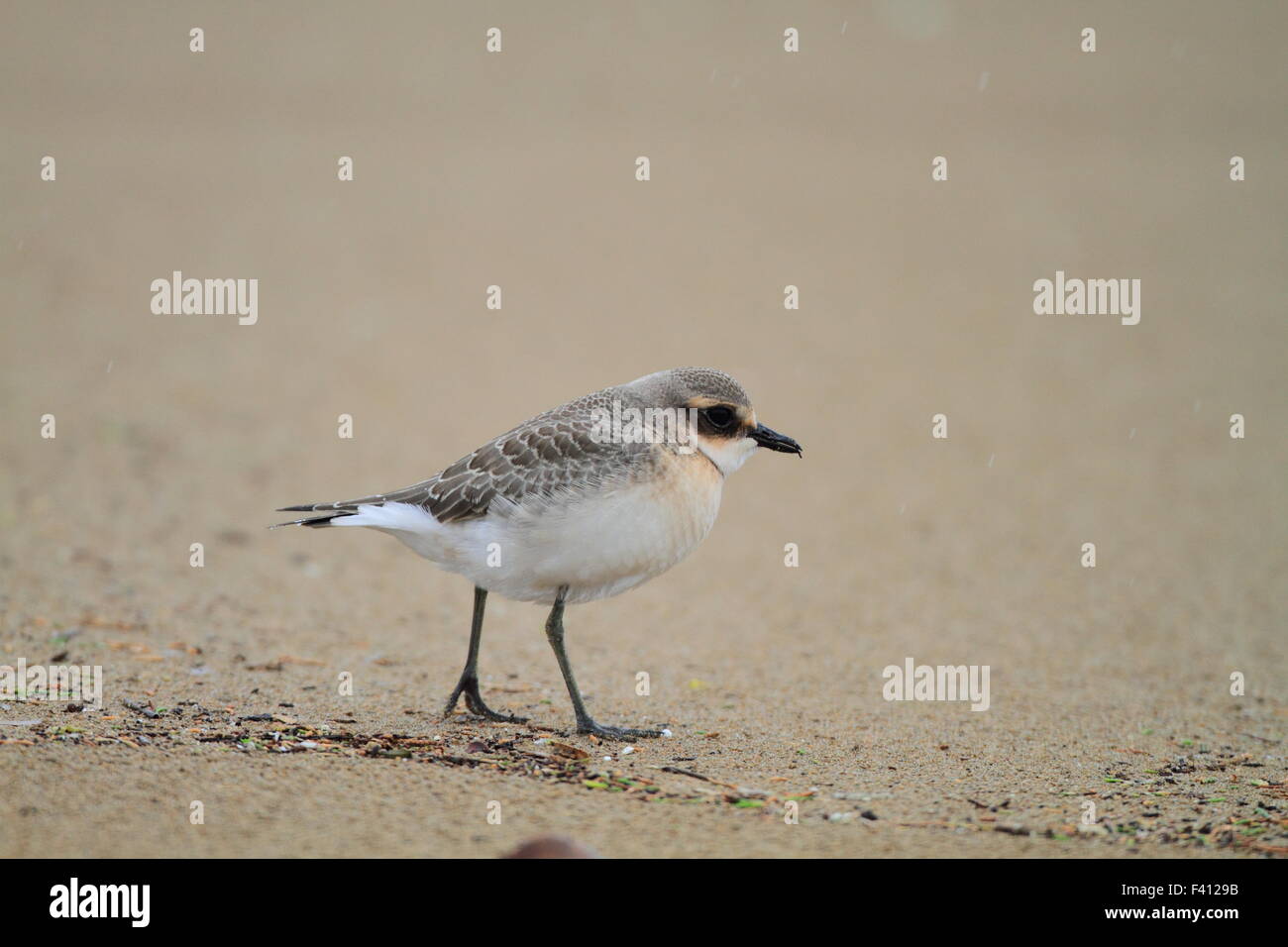 Lesser Sand Plover (Charadrius mongolus) in Japan Stock Photo - Alamy