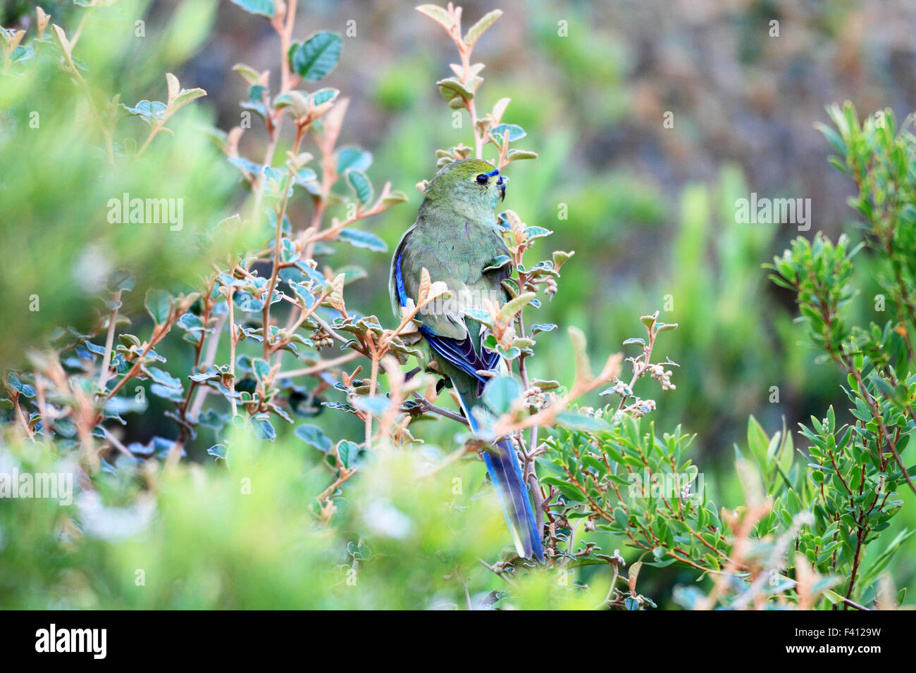 The Blue-winged Parrot (Neophema chrysostoma) in south Australia Stock ...