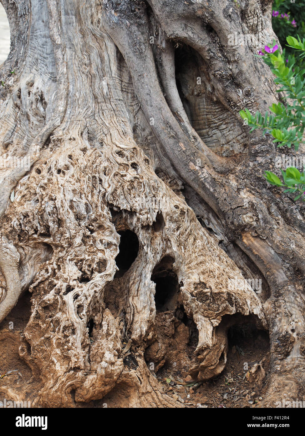 detail of an olive tree Stock Photo - Alamy