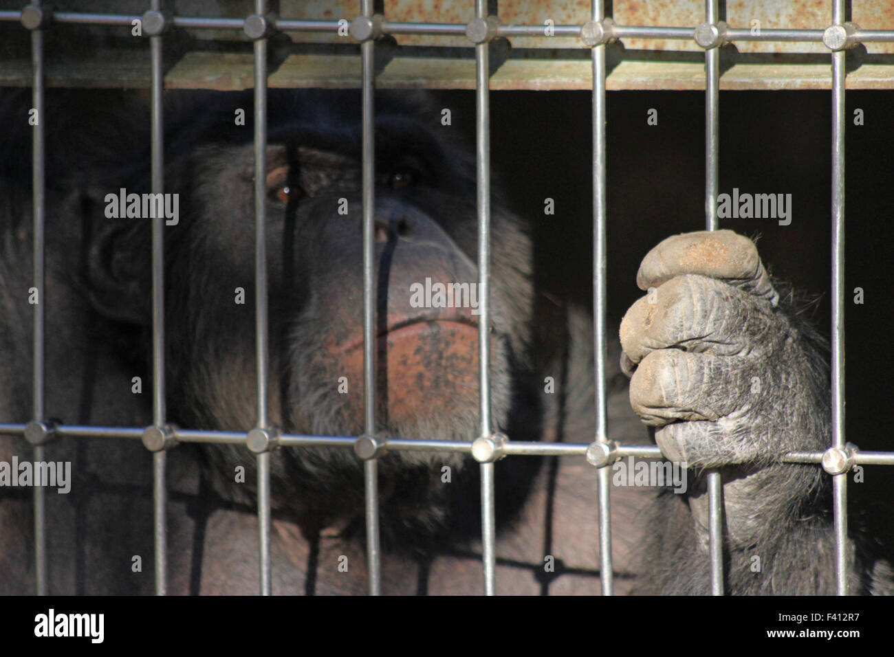 chimpanzee in a cage Stock Photo - Alamy