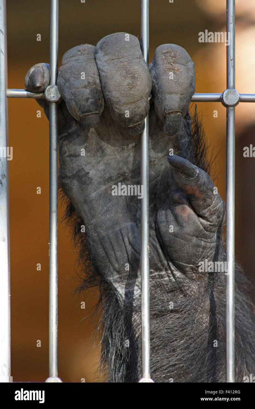 chimpanzee in a cage Stock Photo - Alamy