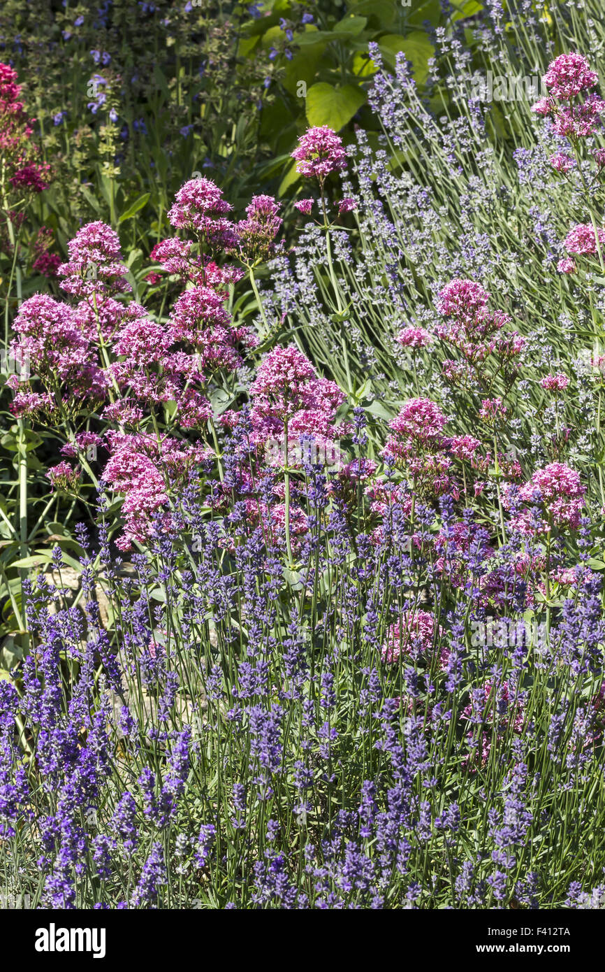 Centranthus ruber, Valerian, Red Valerian Stock Photo - Alamy
