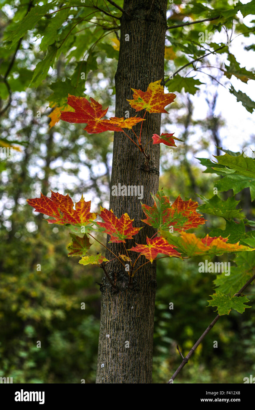 Young maple branches on a tree redden the first at approach of fall ...