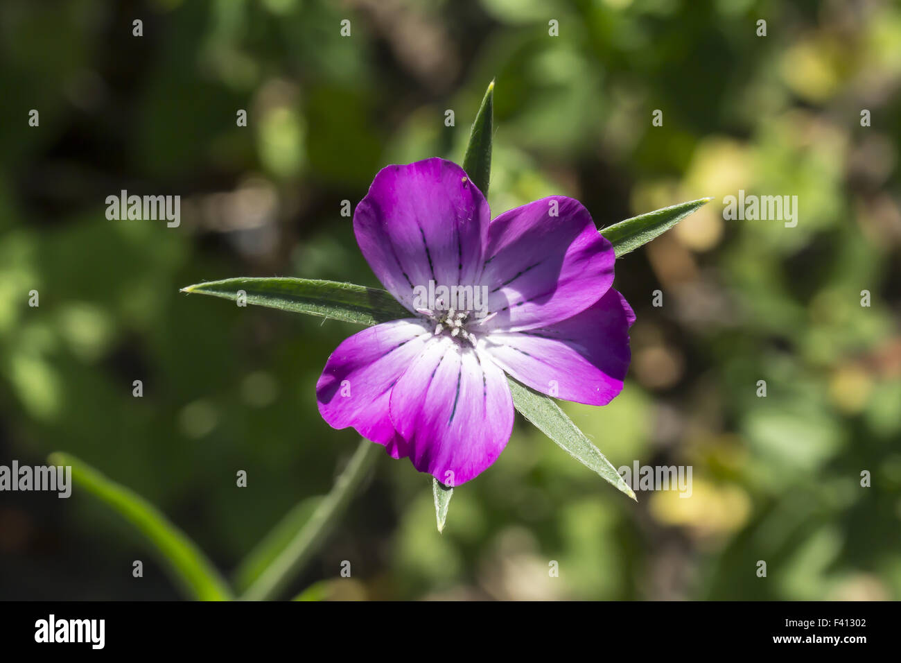 Agrostemma githago, Corncockle Stock Photo - Alamy
