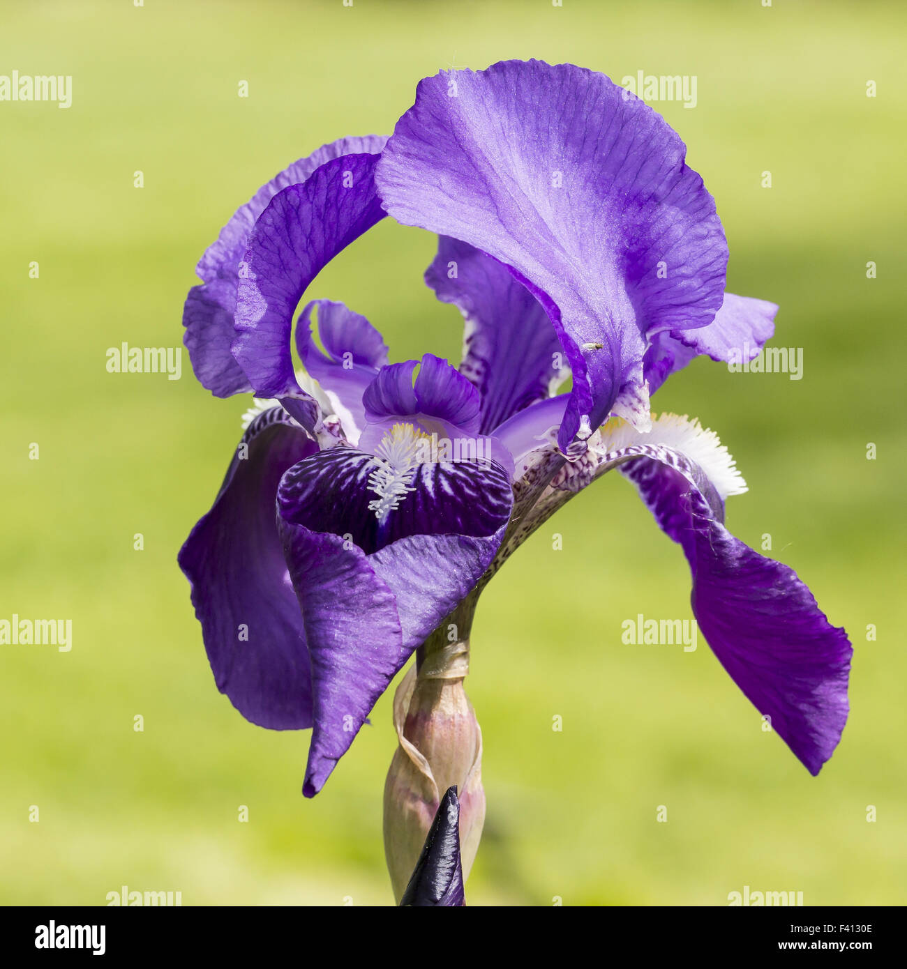 German iris iris germanica close hi-res stock photography and images ...